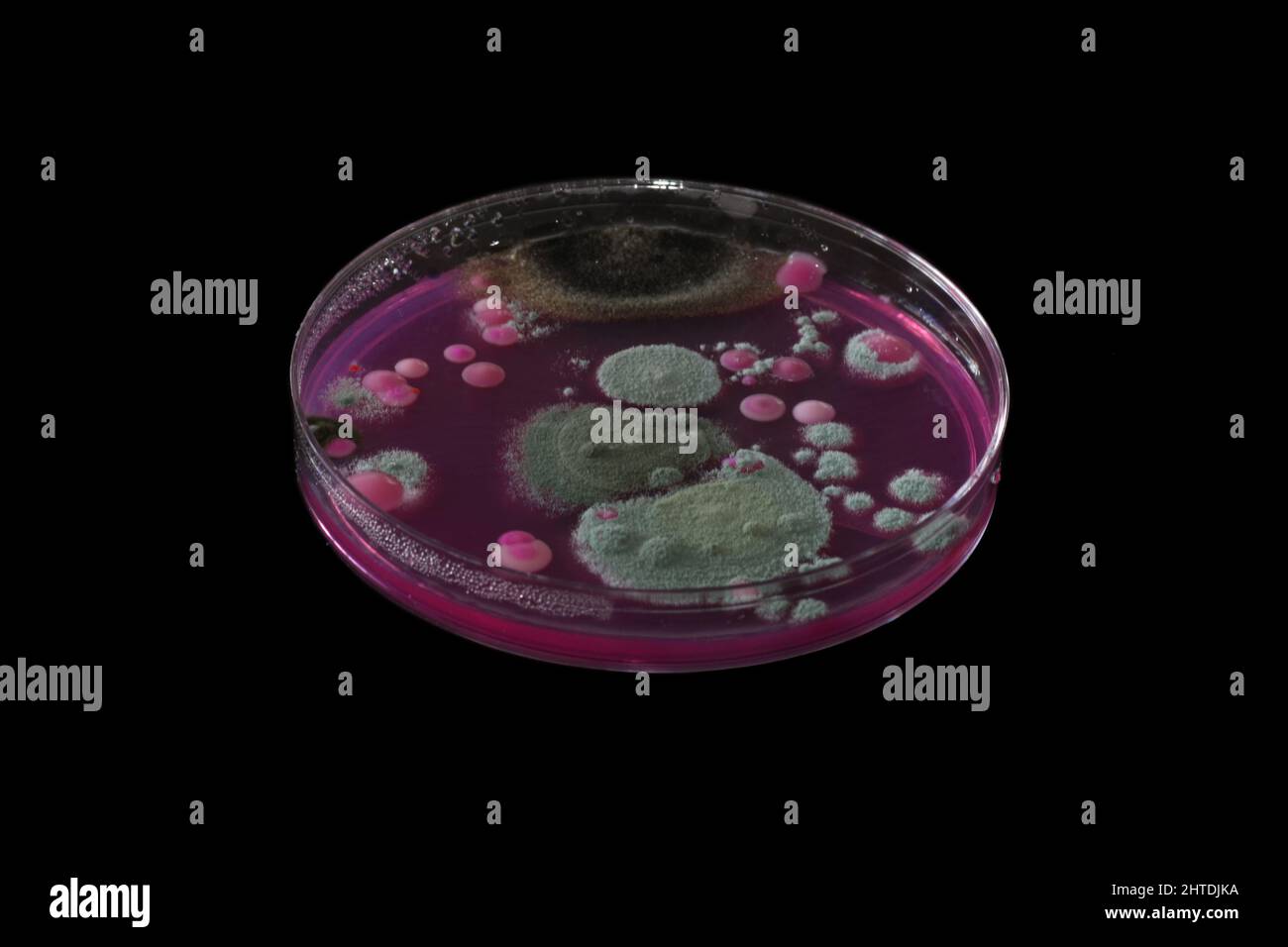 Closeup shot of the molds growing on an agar plate Stock Photo - Alamy