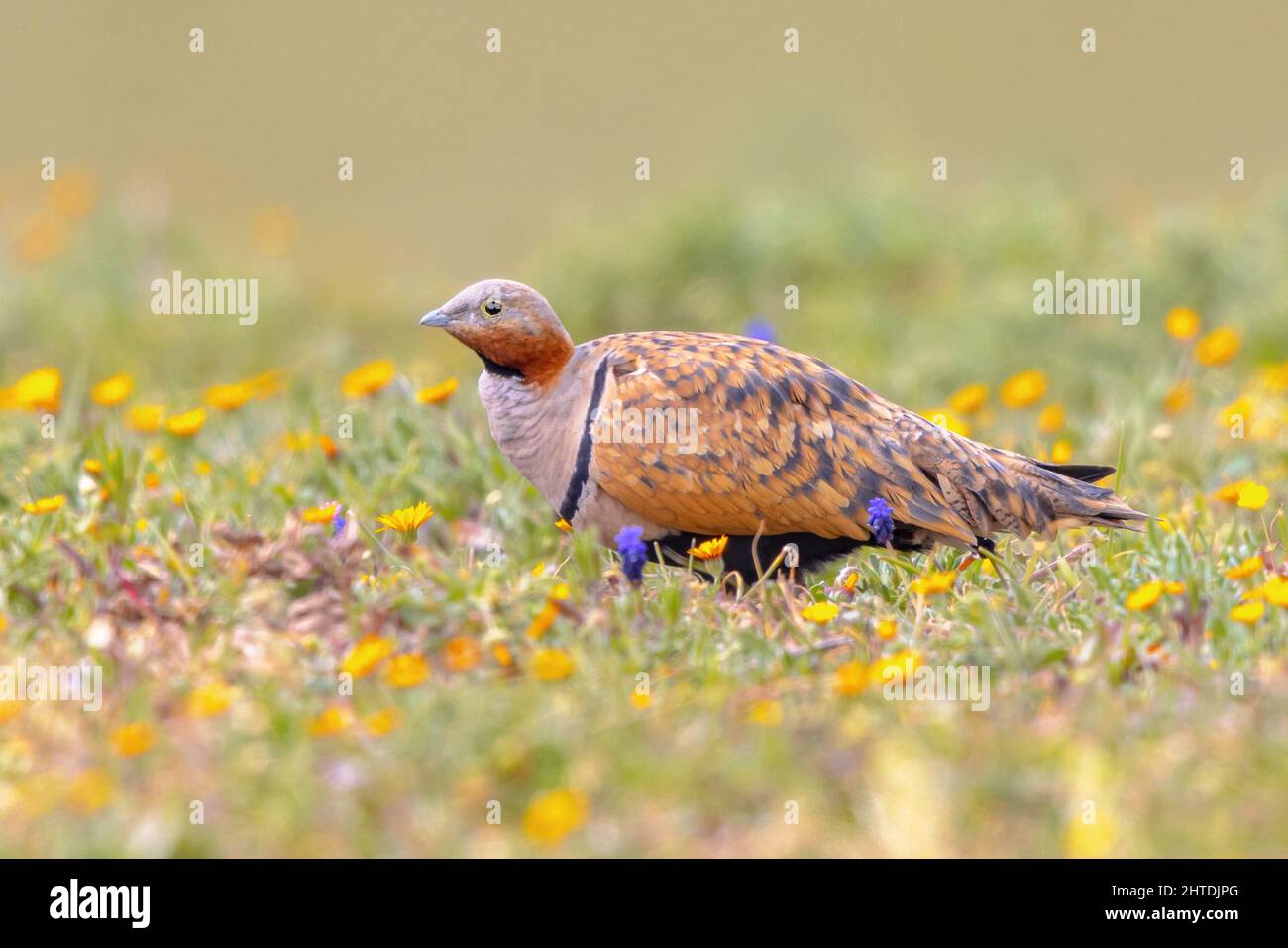 Black-Bellied Sandgrouse (Pterocles orientalis) in natural grassland ...
