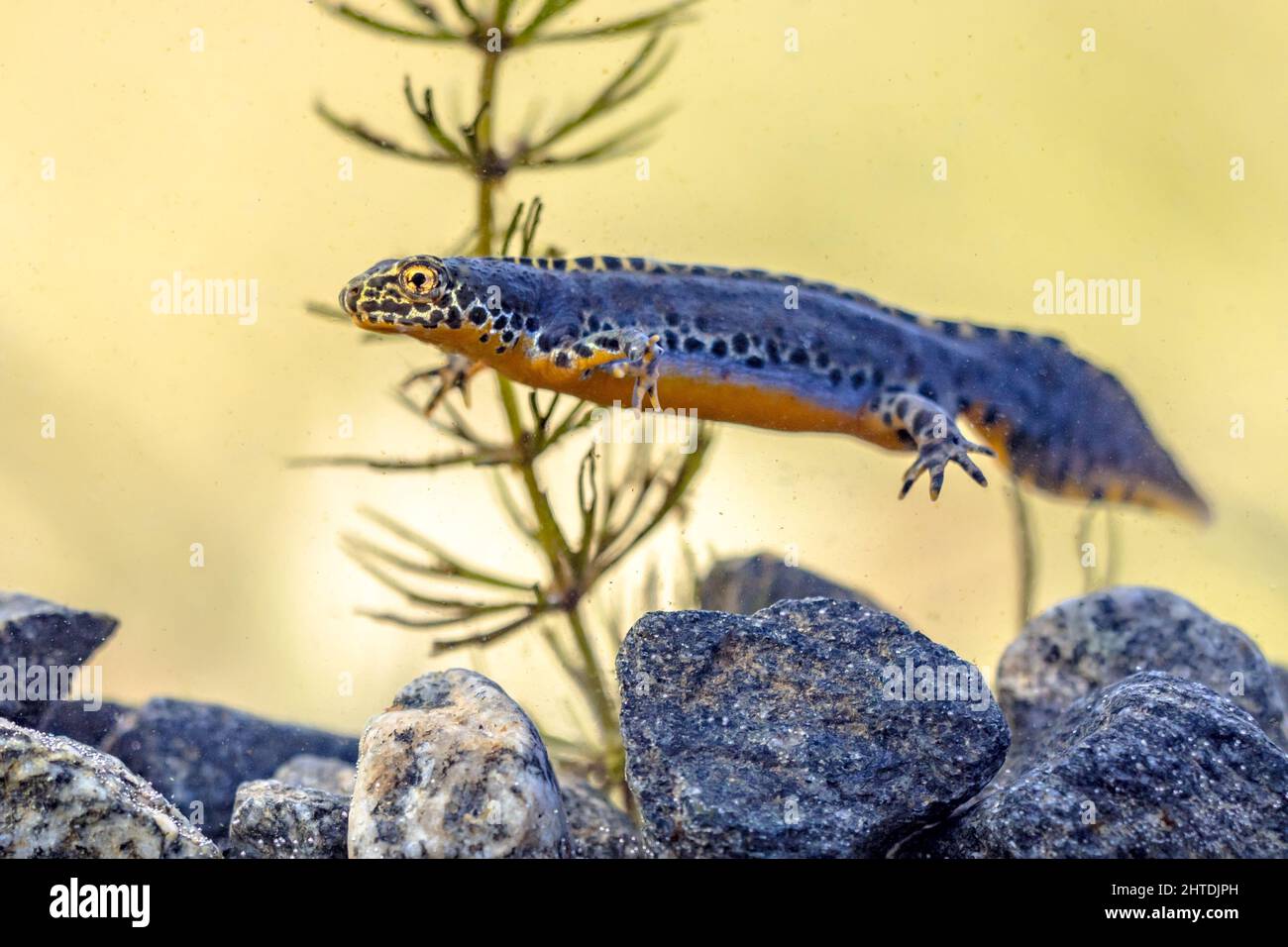 Alpine newt (Ichthyosaura alpestris) colorful male aquatic amphibian ...