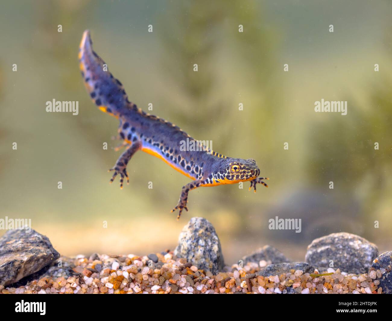 Alpine newt (Ichthyosaura alpestris) colorful male aquatic amphibian ...