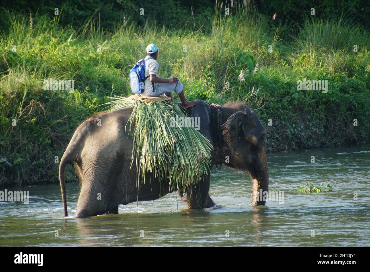 Nepali man riding on an elephant, using the elephant for work Stock ...