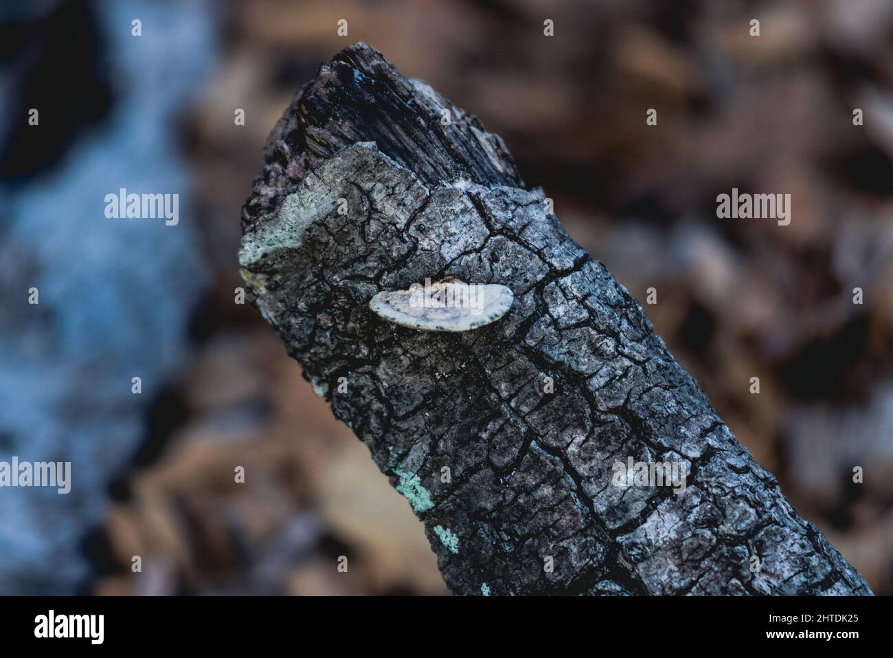 Closeup shot of wild poisonous fungus growing on bark Stock Photo - Alamy