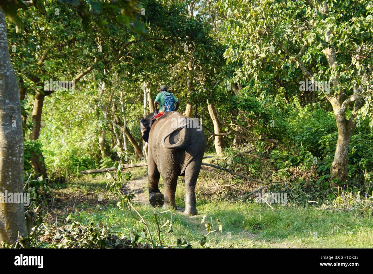 Nepali man riding on an elephant, using the elephant for work Stock ...