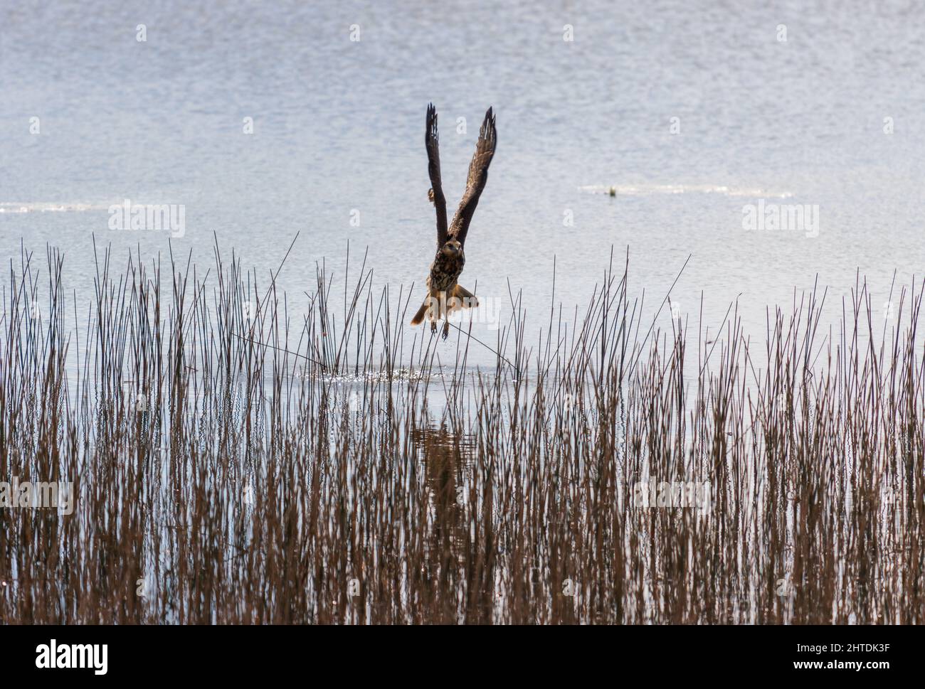 An amazing shot of a hawk swooping down above water surface Stock Photo ...
