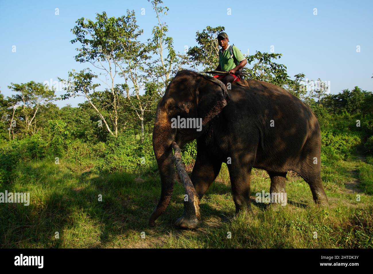 Nepali man riding on an elephant, using the elephant for work Stock ...