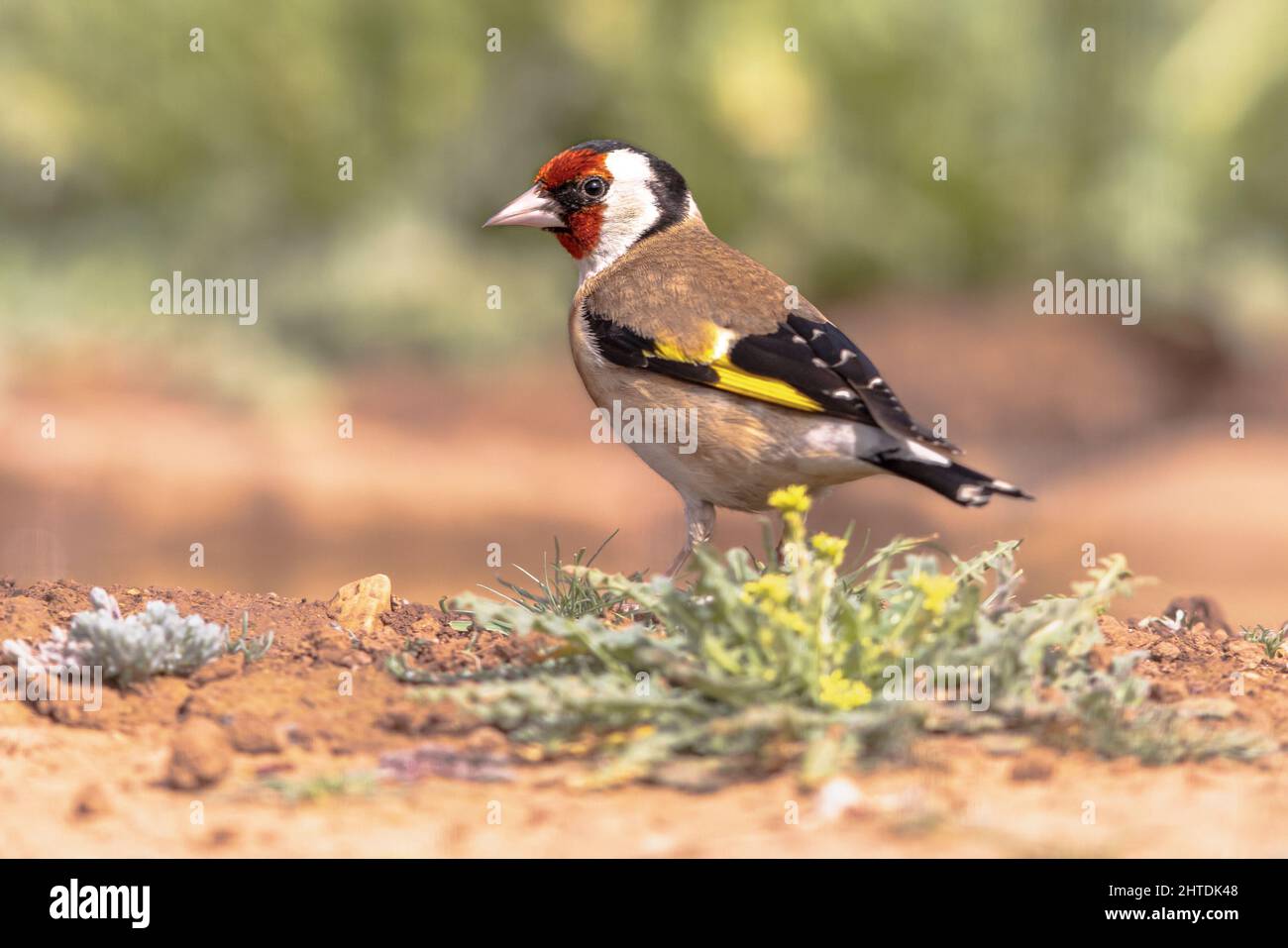European Goldfinch (Carduelis carduelis) perched in green vegetation in ...