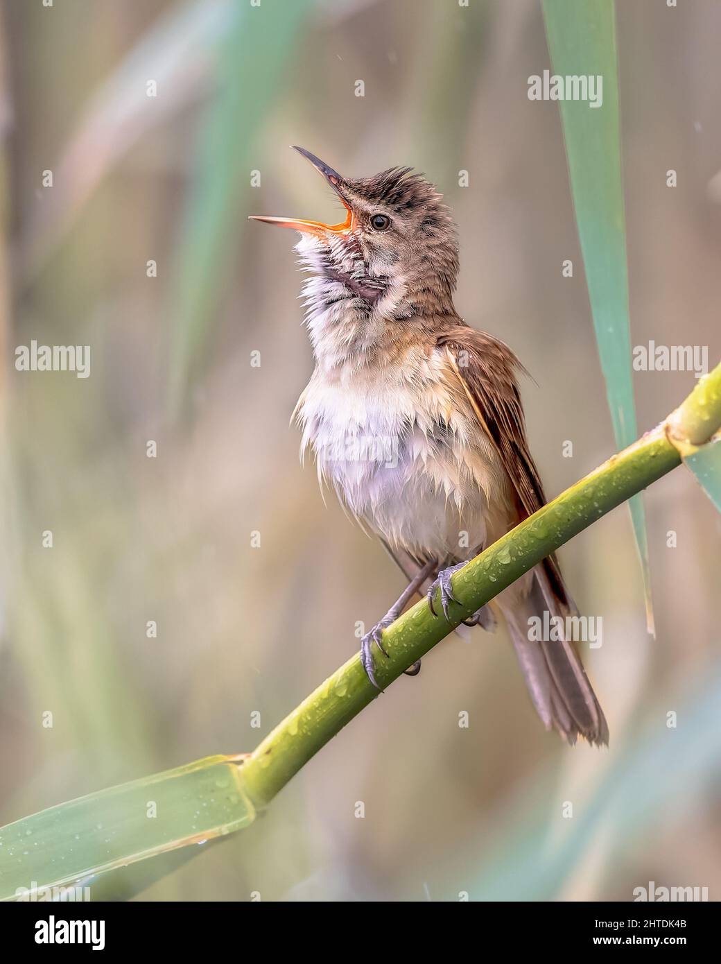 Great Reed Warbler (Acrocephalus arundinaceus) is a Eurasian passerine ...