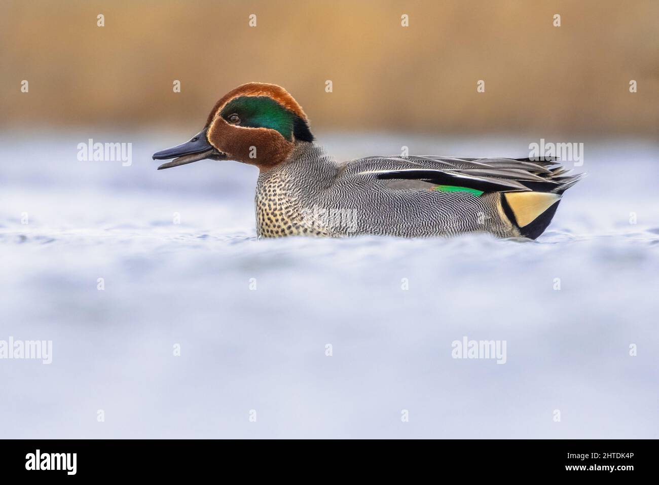 Calling Male Common Teal or Eurasian Teal (Anas crecca) Swimming in ...