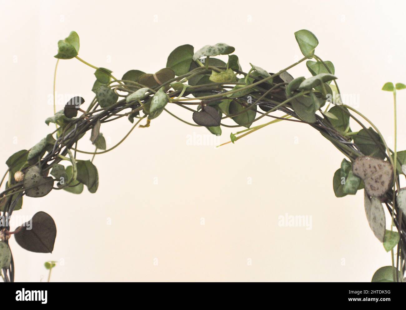 A String of hearts houseplant (Ceropegia woodii) - trailing plant which ...
