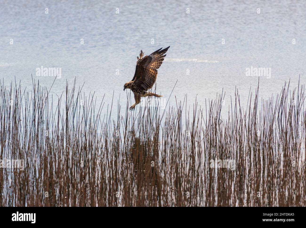 An amazing shot of a hawk swooping down above water surface Stock Photo ...