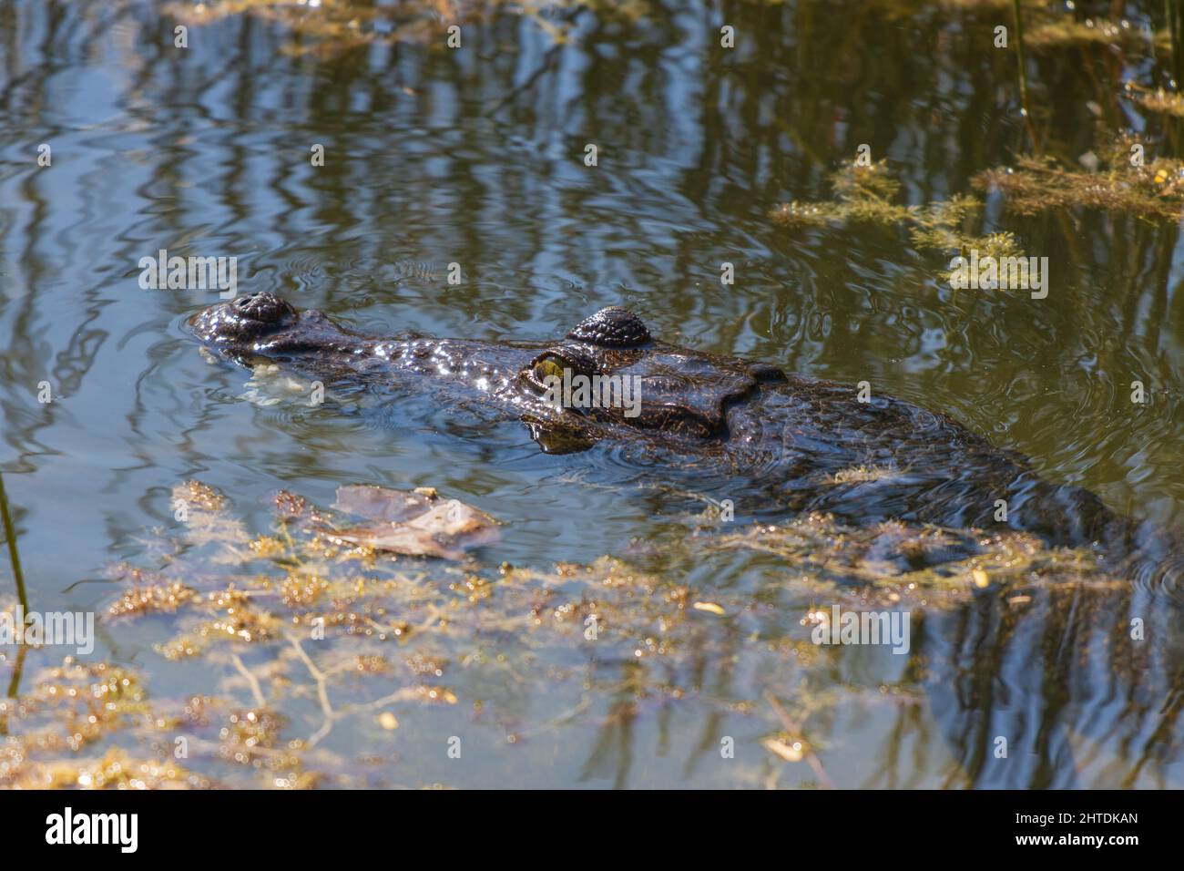 Huge alligators hi-res stock photography and images - Alamy