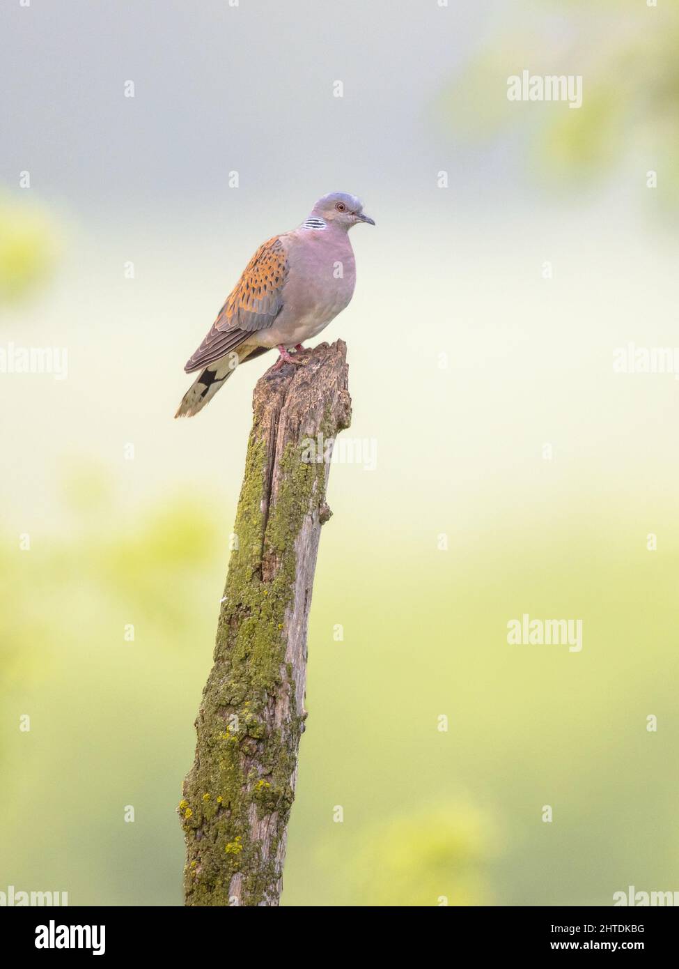 Turtle dove (Streptopelia turtur) perched on pole with blurred ...