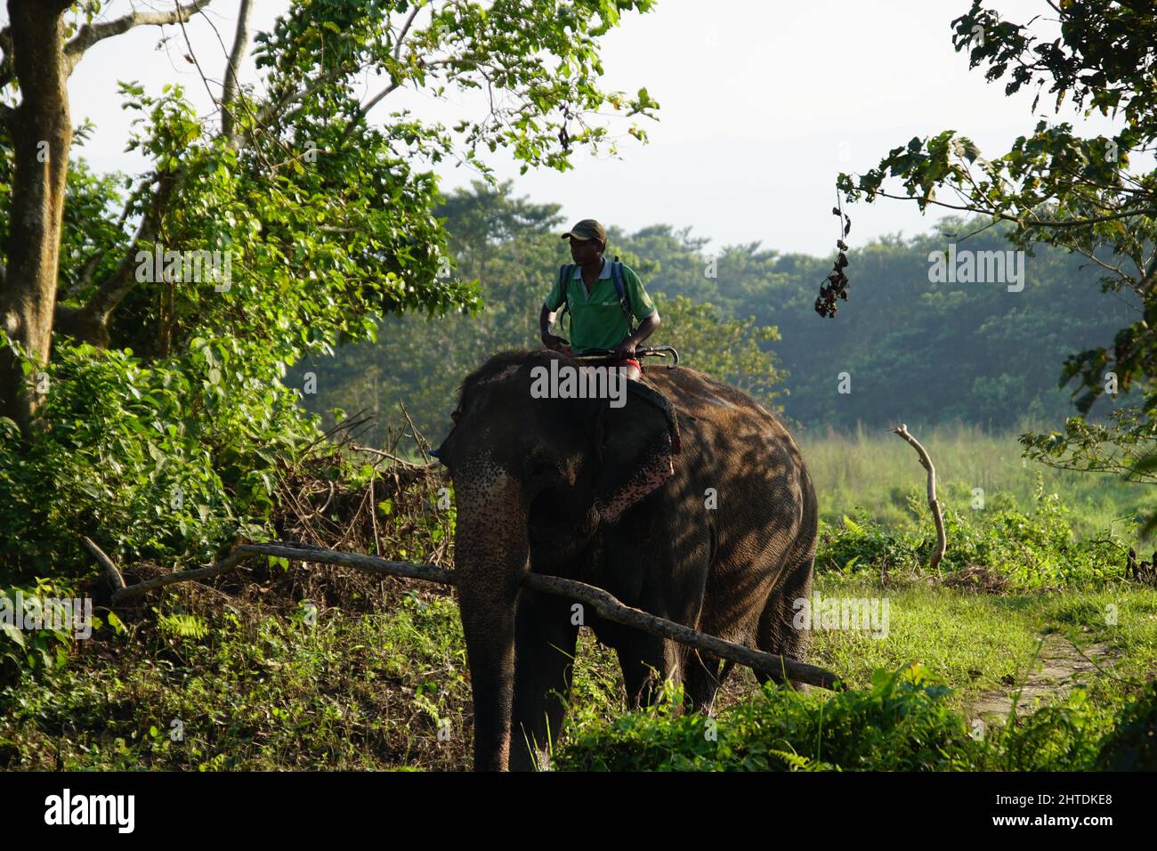 Nepali man riding on an elephant, using the elephant for work Stock ...