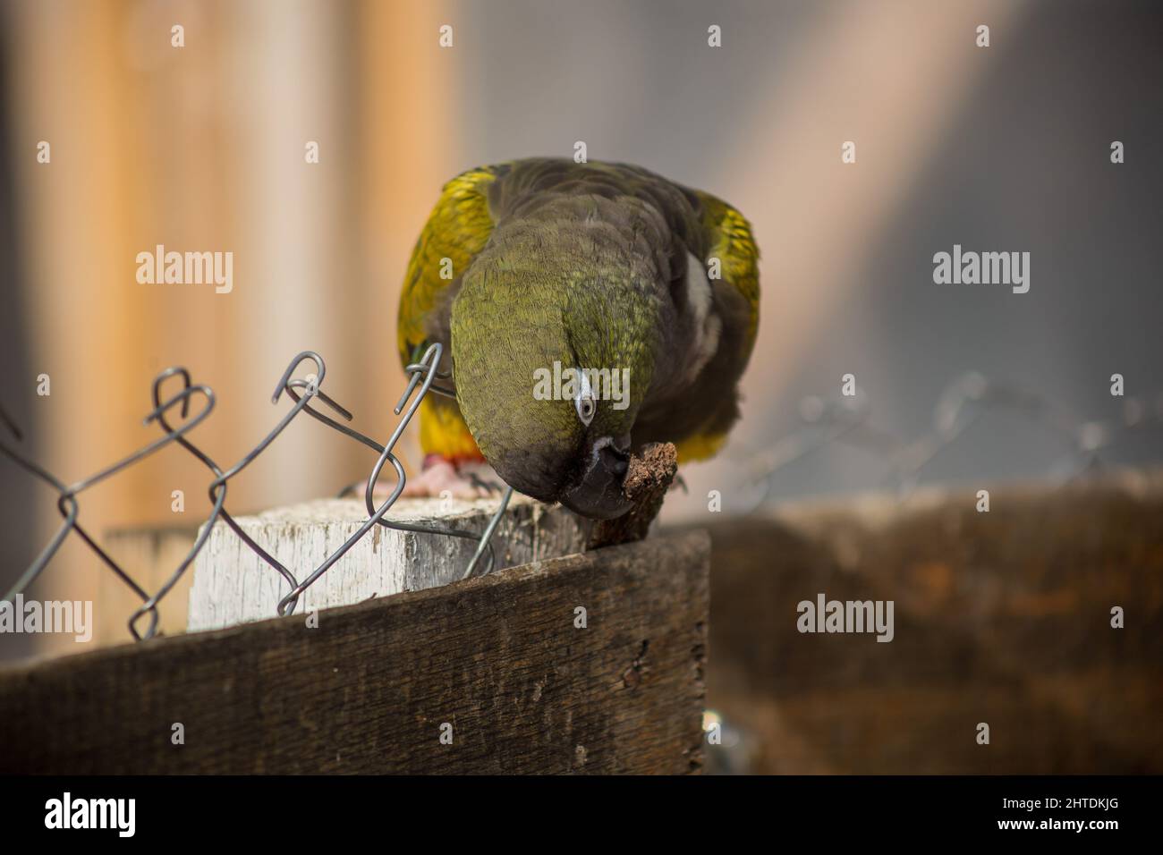 Burrowing parrot biting fence Stock Photo - Alamy