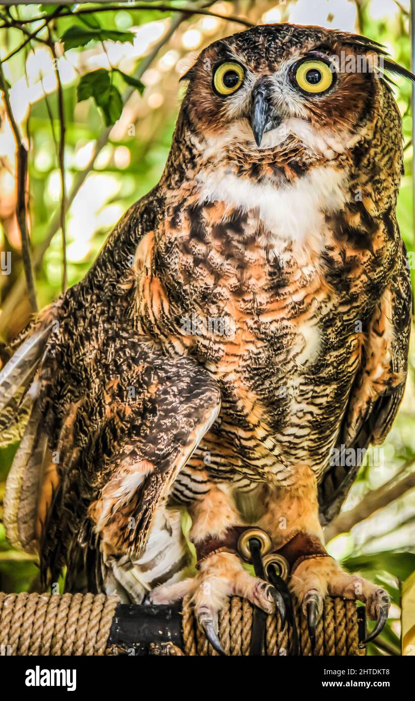 Confused owl hi-res stock photography and images - Alamy