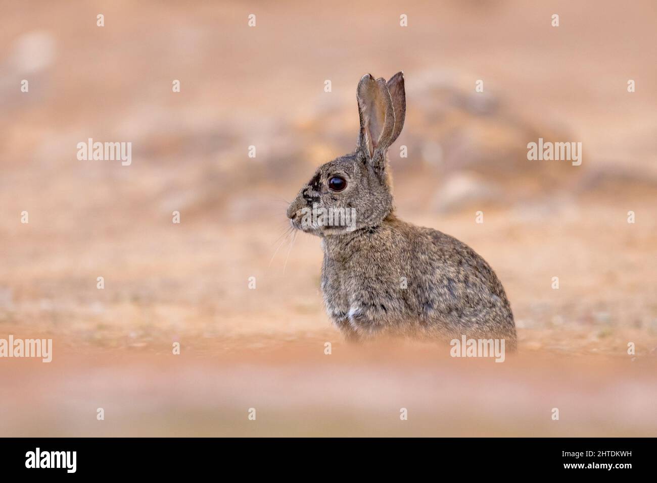 Native iberian peninsula hi-res stock photography and images - Alamy