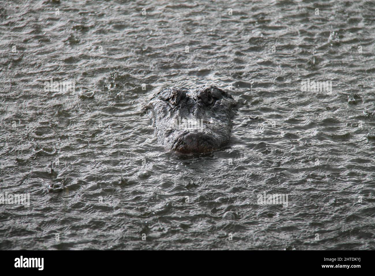 A crocodile hidden in water Stock Photo - Alamy