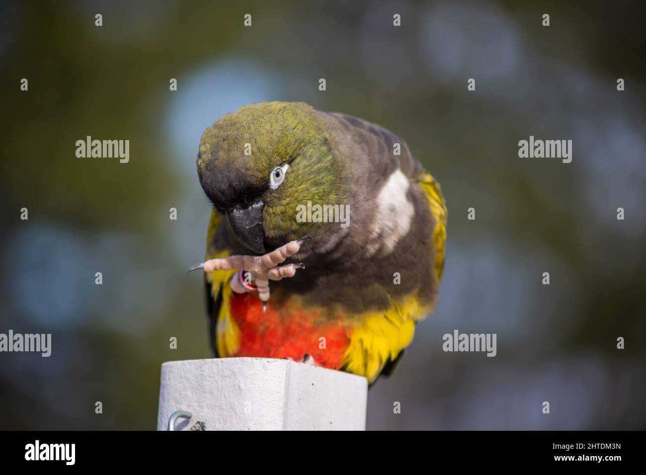 Patagonian conure biting its foo Stock Photo - Alamy