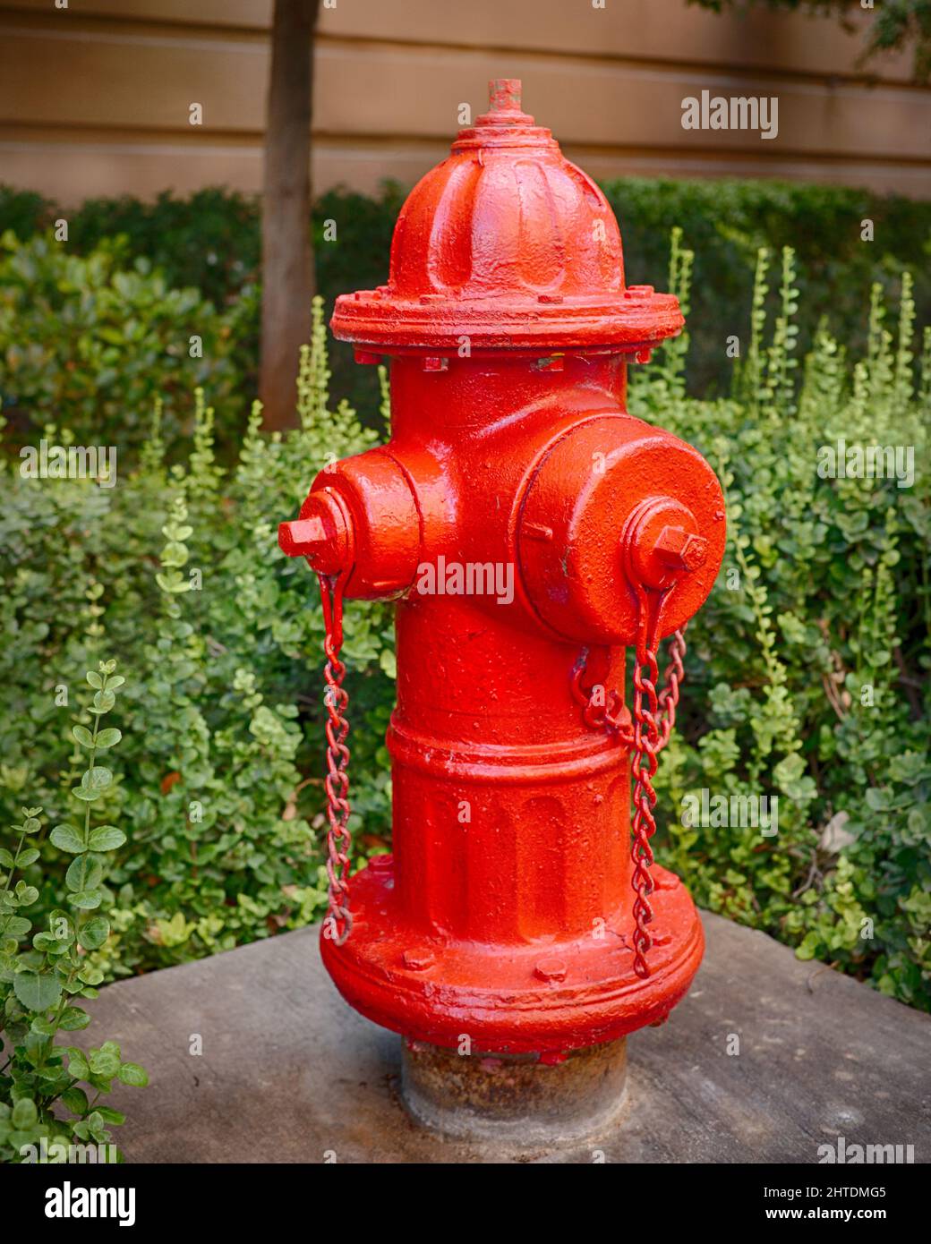 Closeup of a red fire hydrant with bushes behind Stock Photo - Alamy