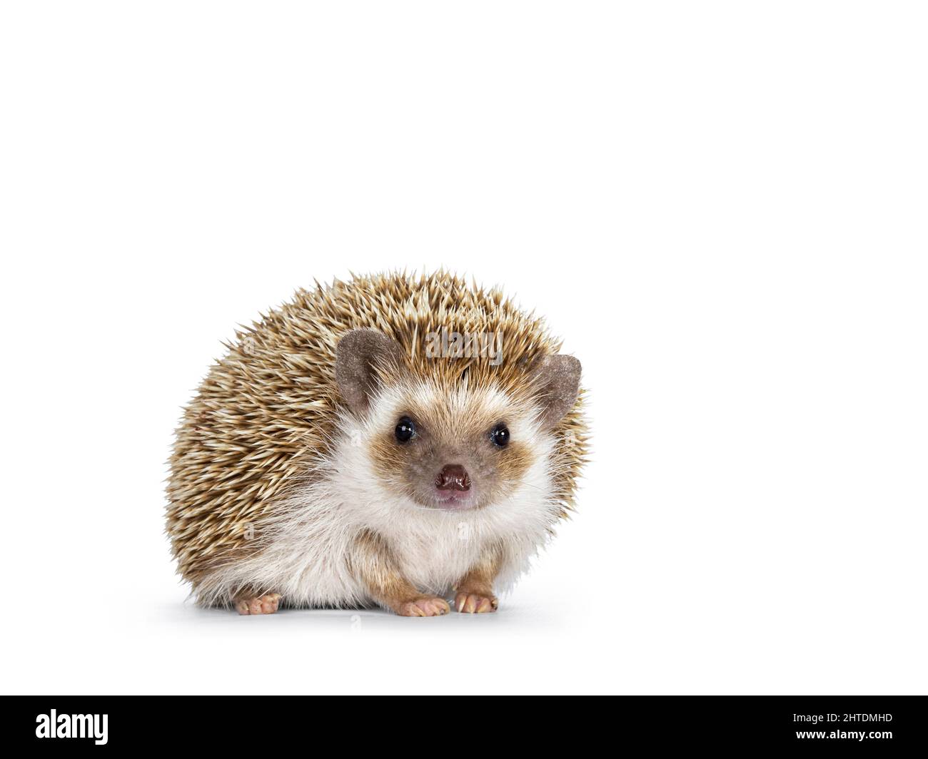Cute young oak brown African pygmy hedgehog, standing facing front ...