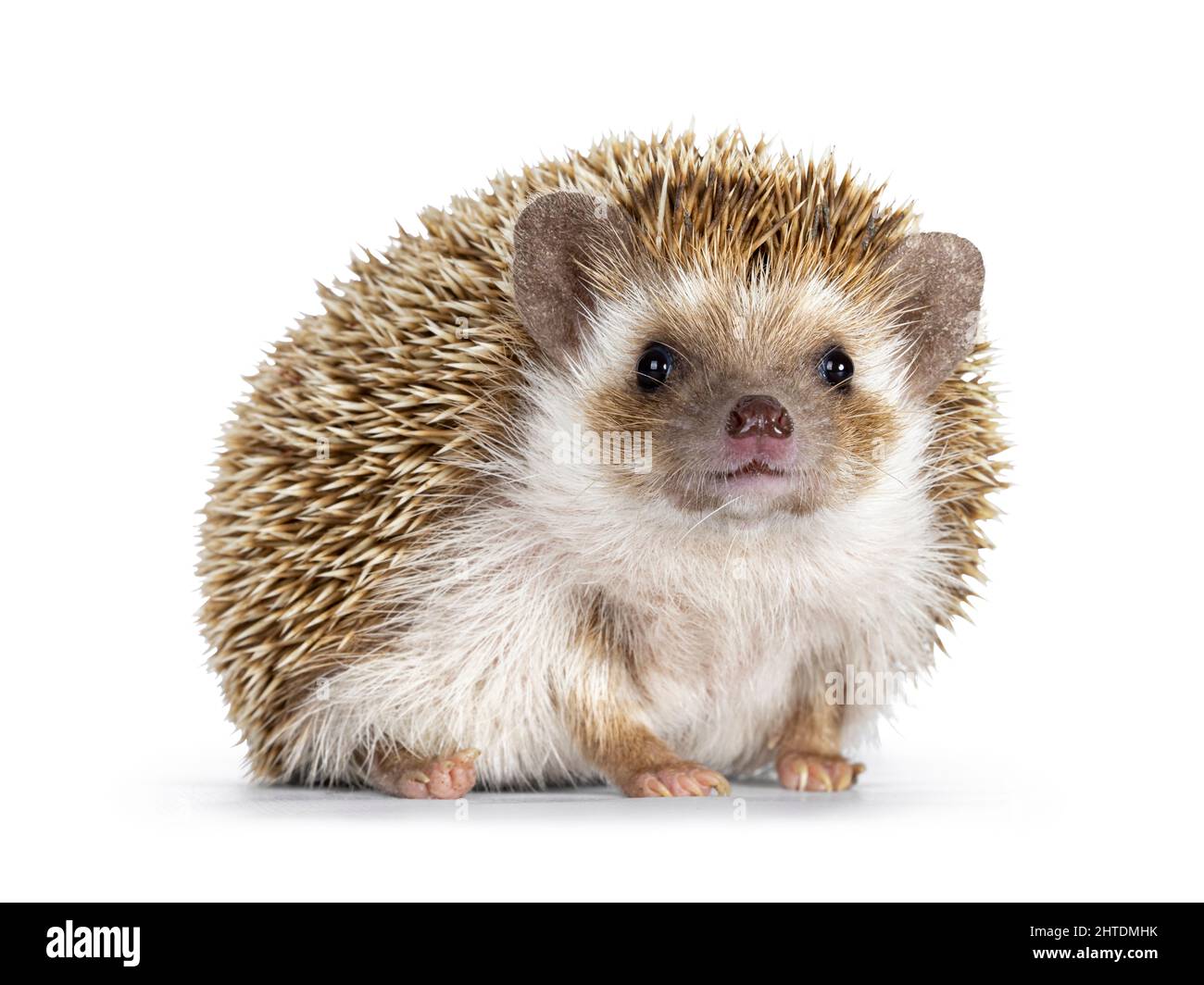 Cute young oak brown African pygmy hedgehog, sitting facing front ...