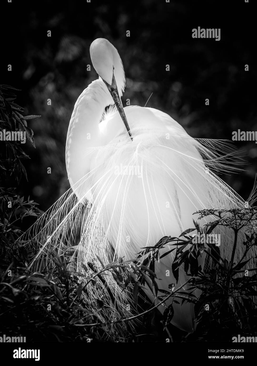 Grayscale photo of a swan Stock Photo - Alamy