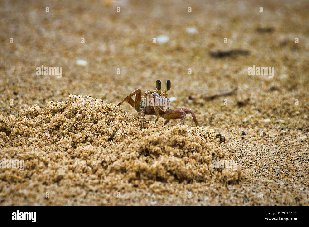 Closeup of a cute small crab on a sand Stock Photo - Alamy