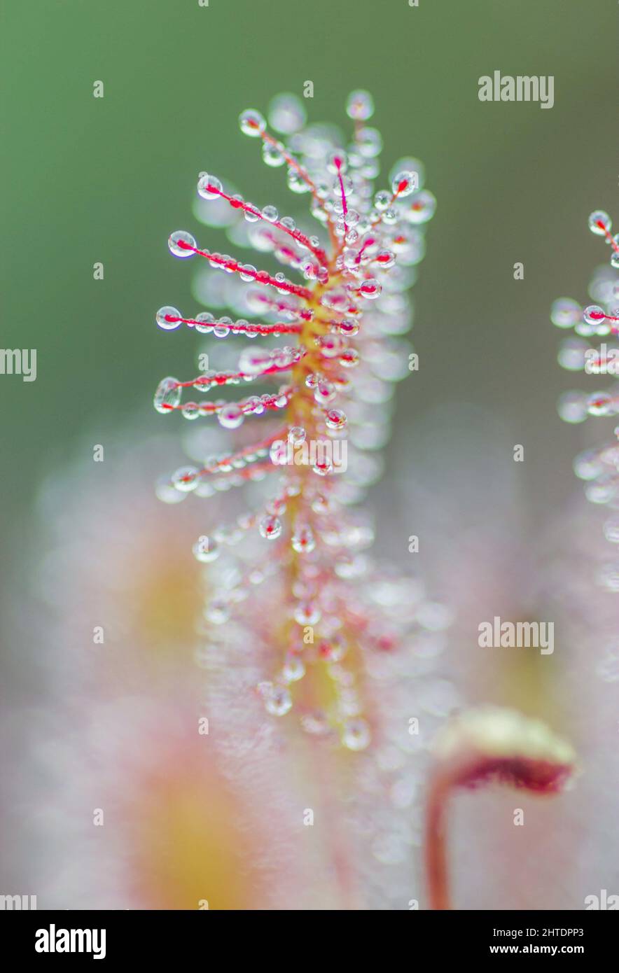 Vertical shot of drosera intermedia in a blurry background Stock Photo ...