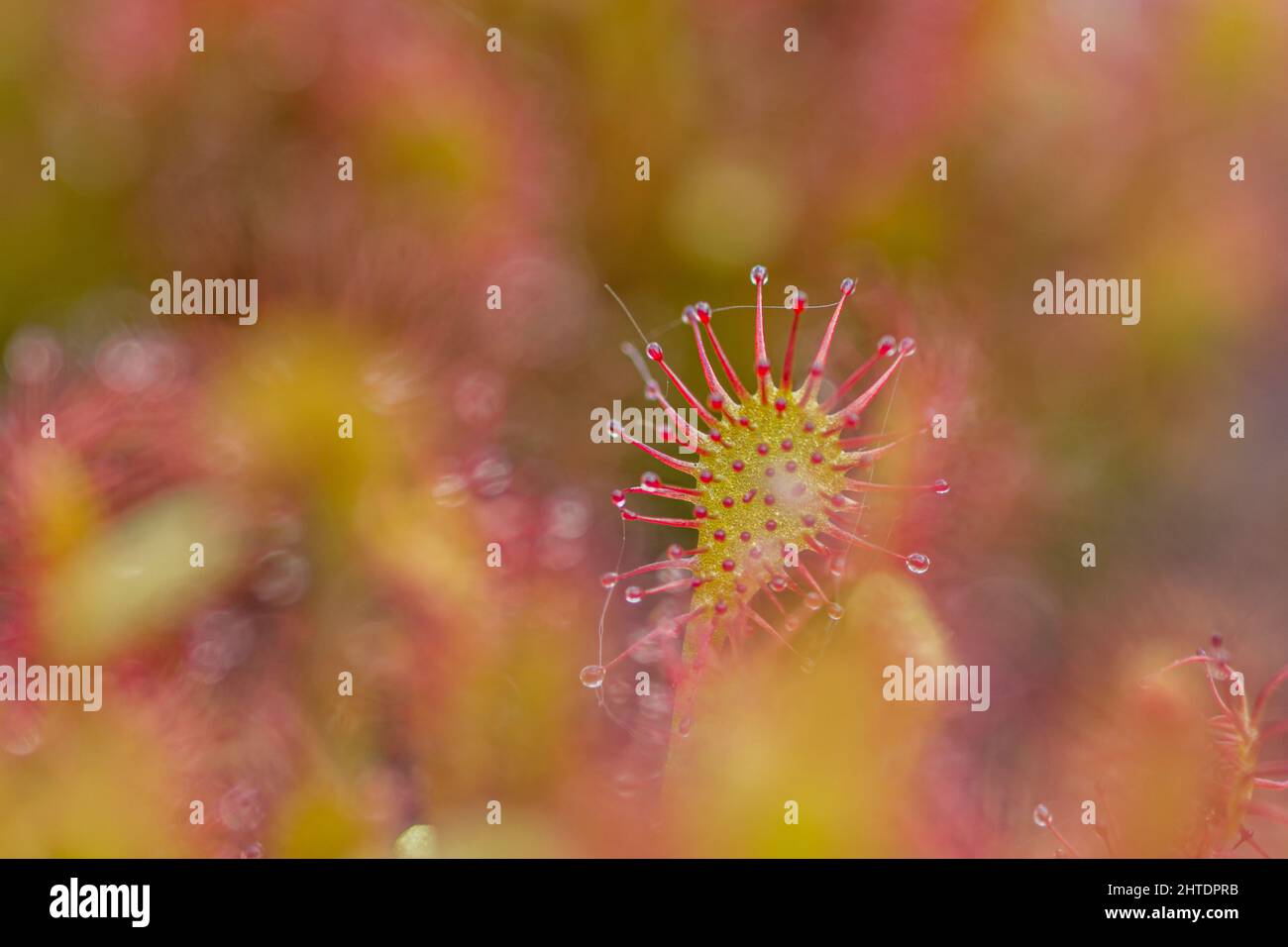 Closeup shot of drosera intermedia in a blurry background Stock Photo ...