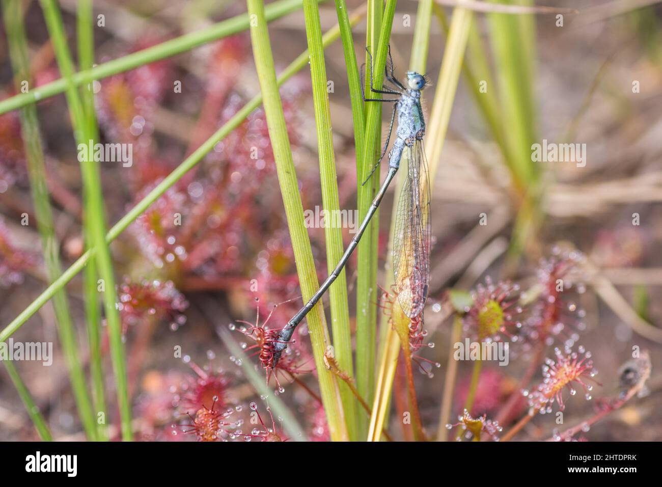 Closeup shot of drosera intermedia in a blurry background Stock Photo ...