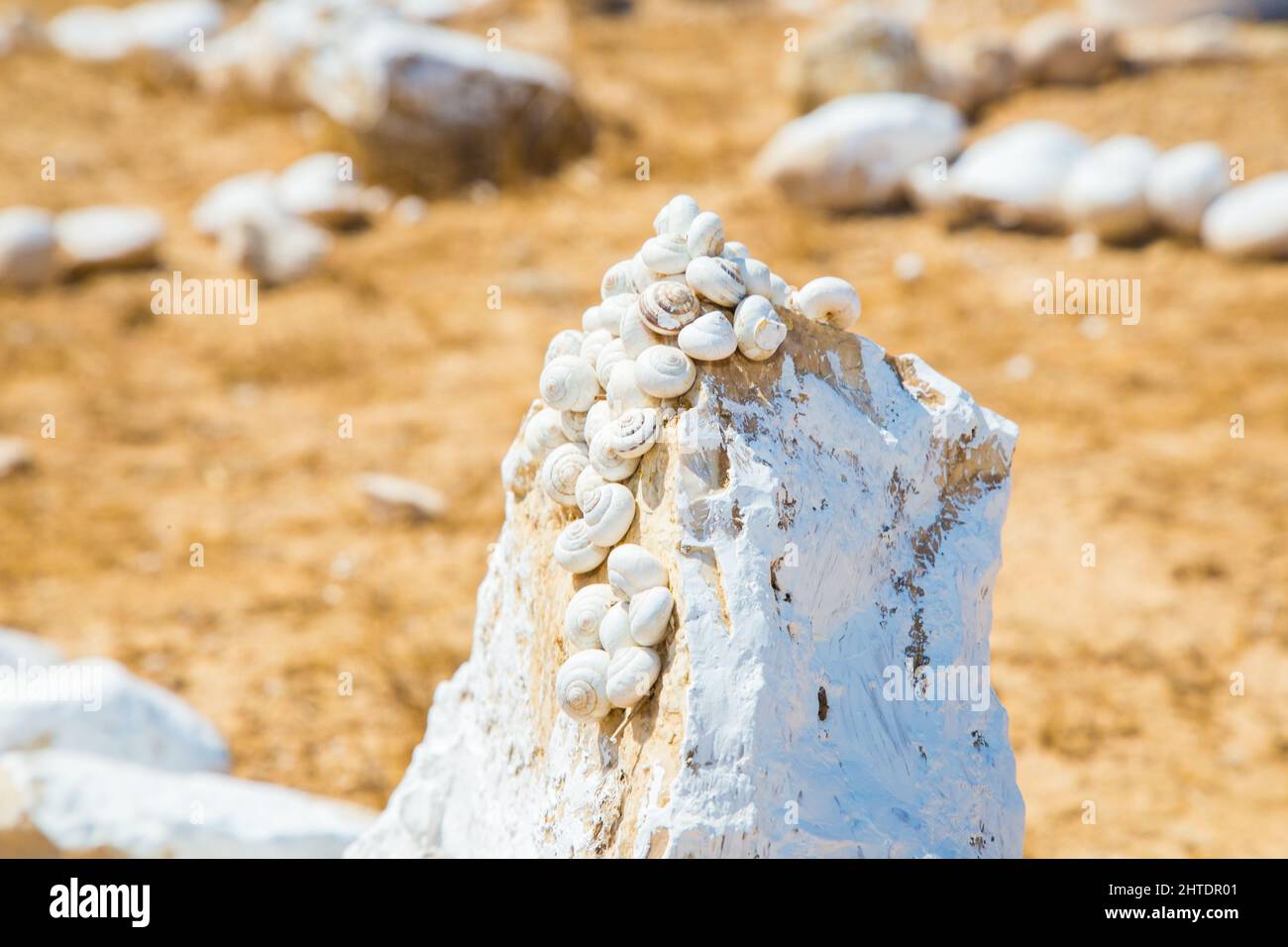 Small shell fossils hi-res stock photography and images - Alamy