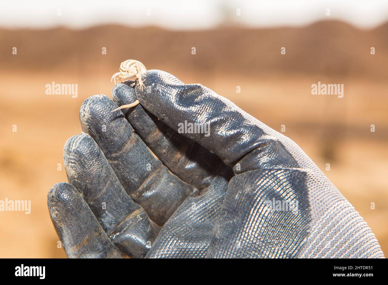 Hand wearing a glove while holding a small brown lizard Stock Photo - Alamy