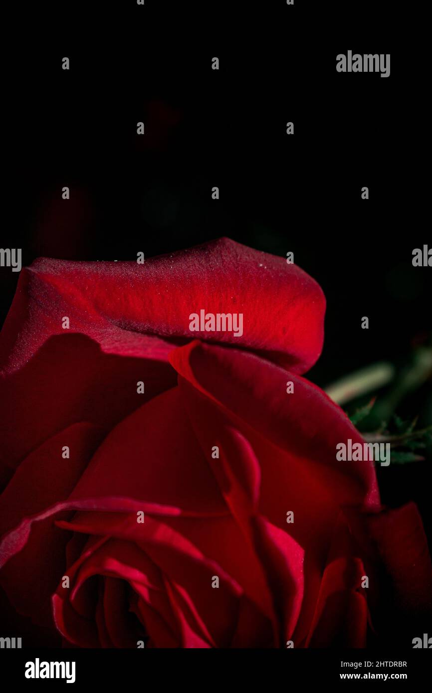 Garden red rose hi-res stock photography and images - Alamy