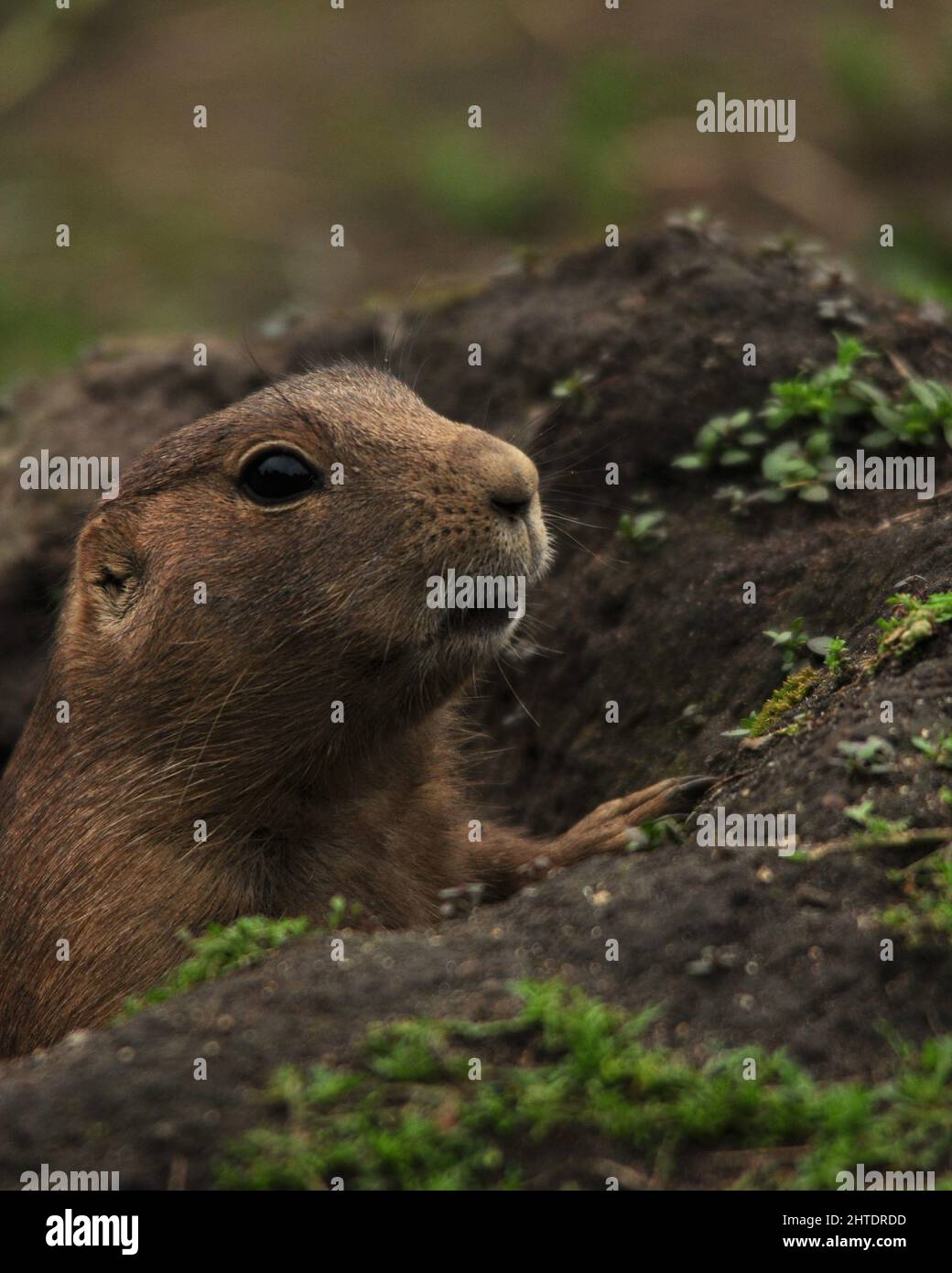 Closeup of a gopher looking out of the ground among grass in Rotterdam ...
