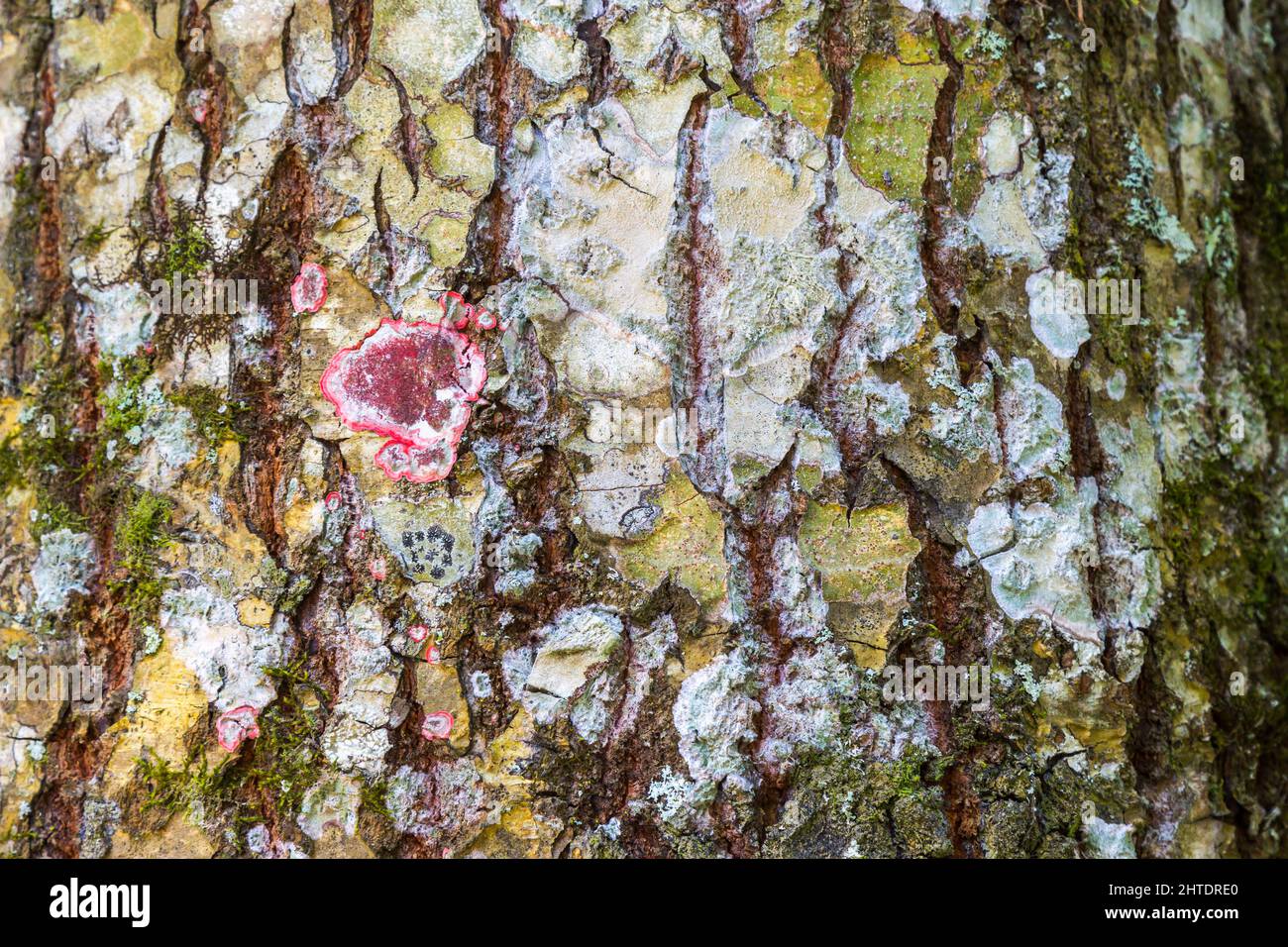 Tree bark texture with colorful stains and moss on it Stock Photo - Alamy