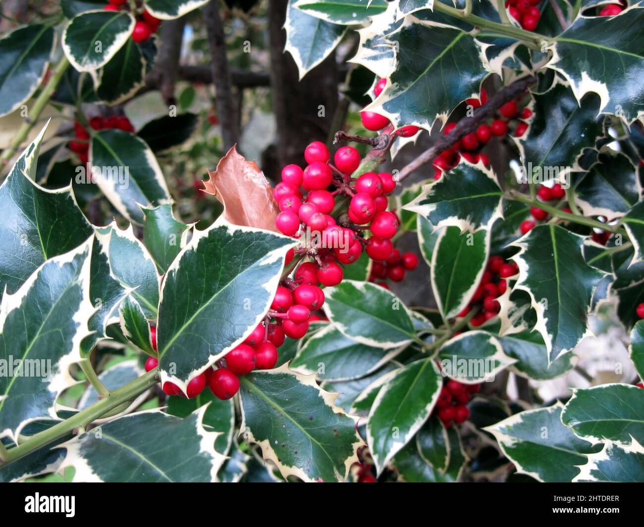 Holly tree with red berries Stock Photo - Alamy