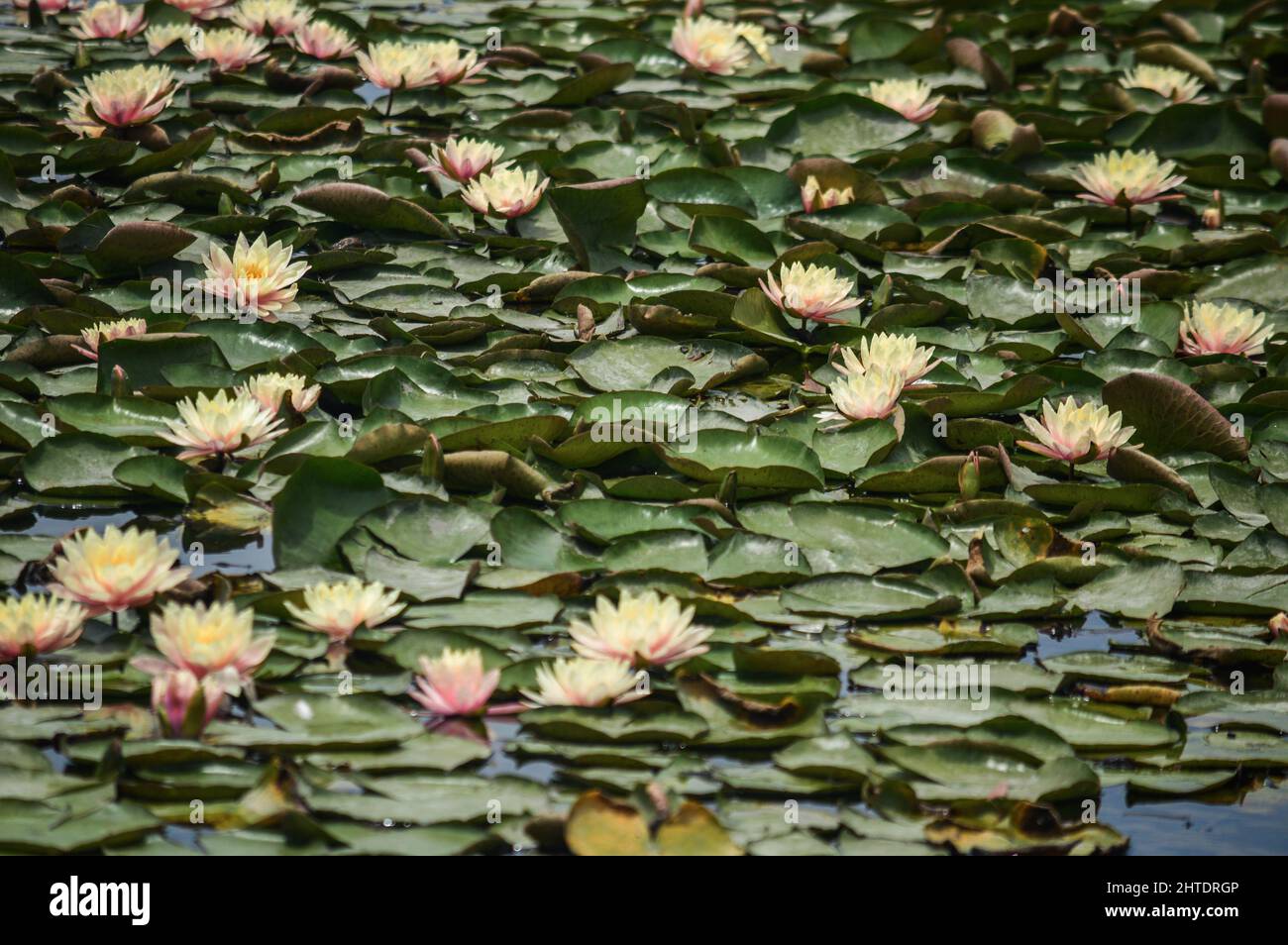 Beautiful shot of water lilies and lily pads floating on water surface ...