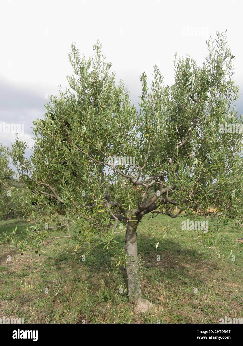 Mediterranean olive tree Stock Photo - Alamy