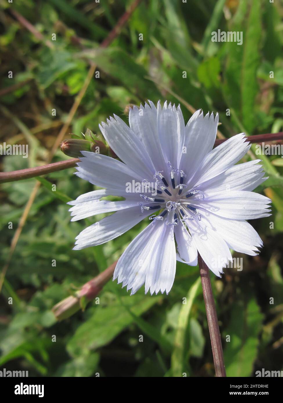 Blue Chicory flower on a background of a different field grass Stock ...