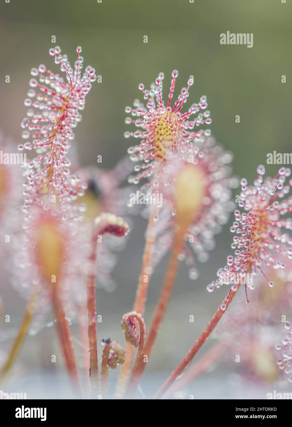 Vertical shot of drosera intermedia in a blurry background Stock Photo ...