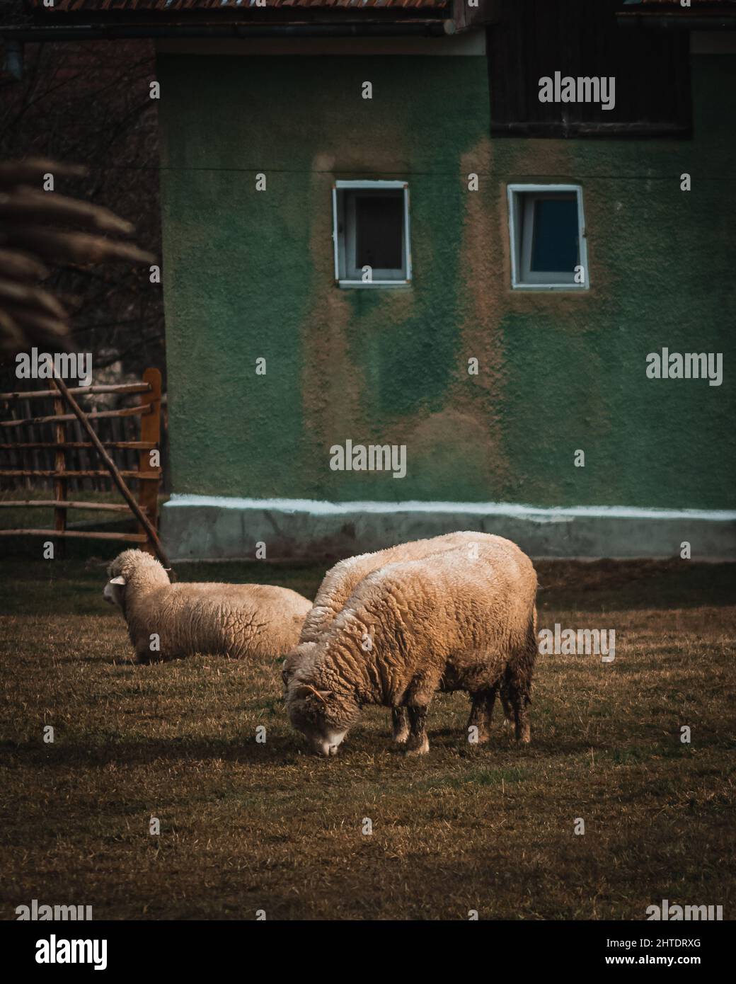 Northern european short tailed hi-res stock photography and images - Alamy