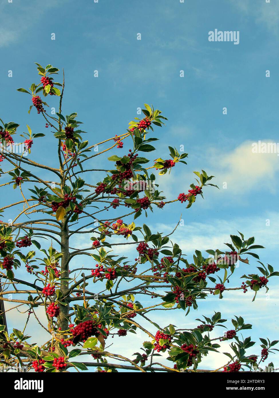 Holly tree with red berries Stock Photo - Alamy