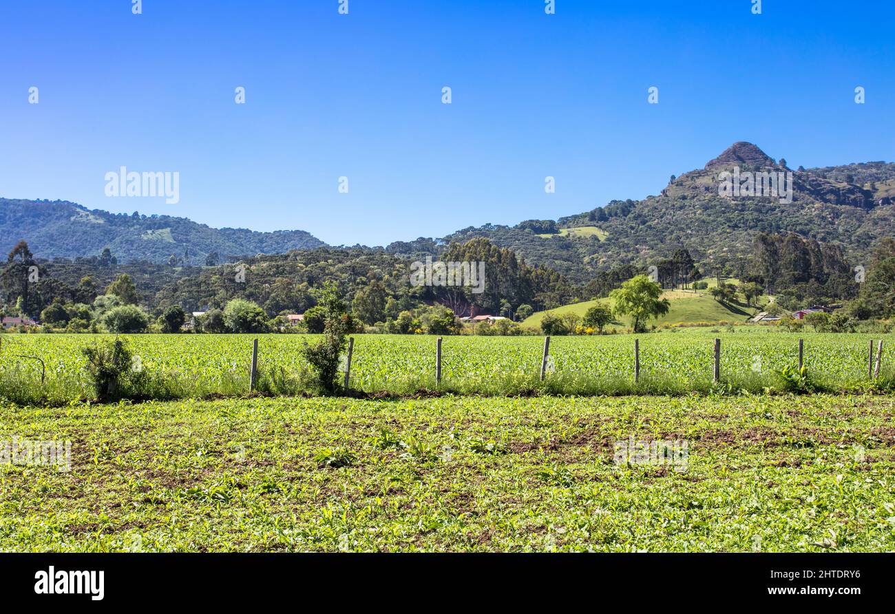 Rural area landscape in southern Brazil under a clear blue sky Stock ...