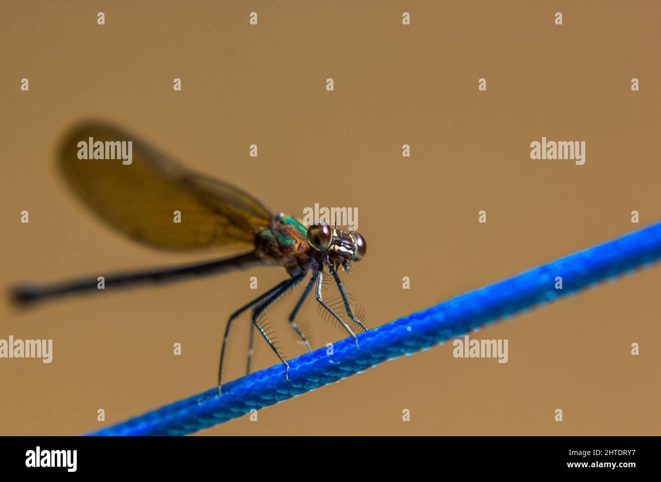 Dragonfly on a blue rope Stock Photo - Alamy