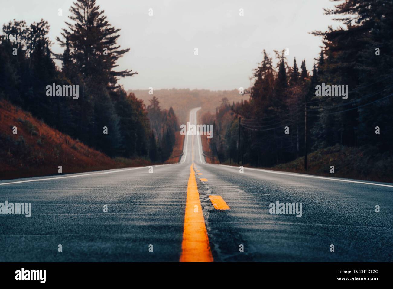Endless road surrounded by a forest Stock Photo - Alamy