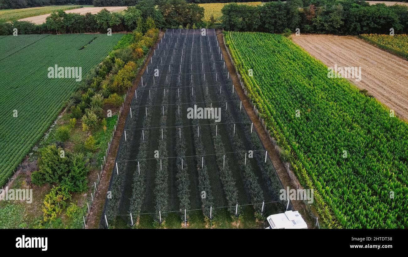 Aerial shot blueberry farm hi-res stock photography and images - Alamy