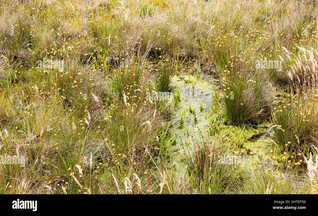 Swampy area with green grass Stock Photo - Alamy
