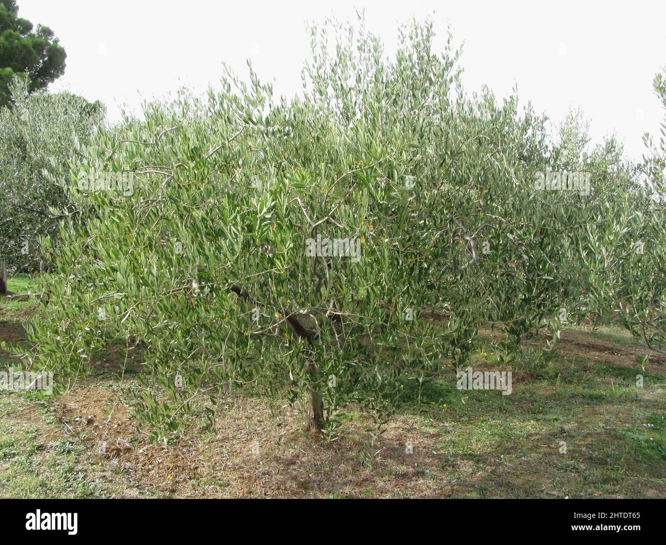 Mediterranean olive tree Stock Photo - Alamy