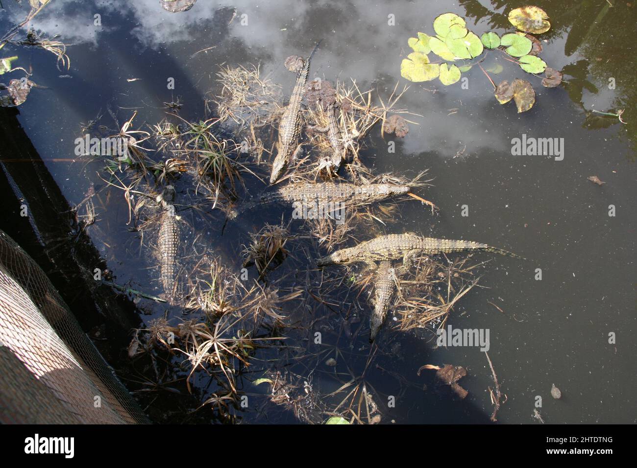 A group of crocodiles basking in a pool Stock Photo - Alamy