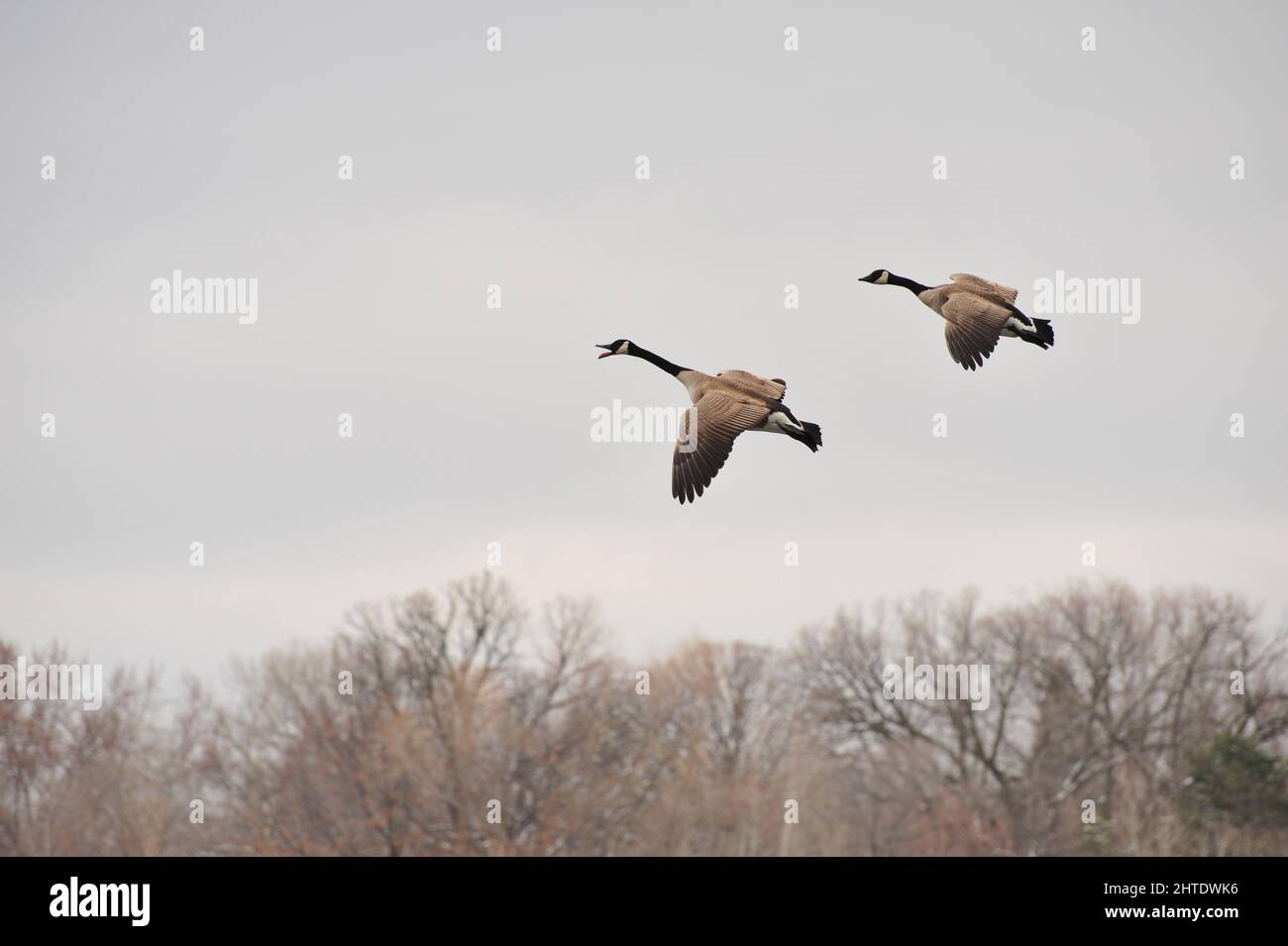 View of beautiful Canada geese flying in the sky Stock Photo - Alamy